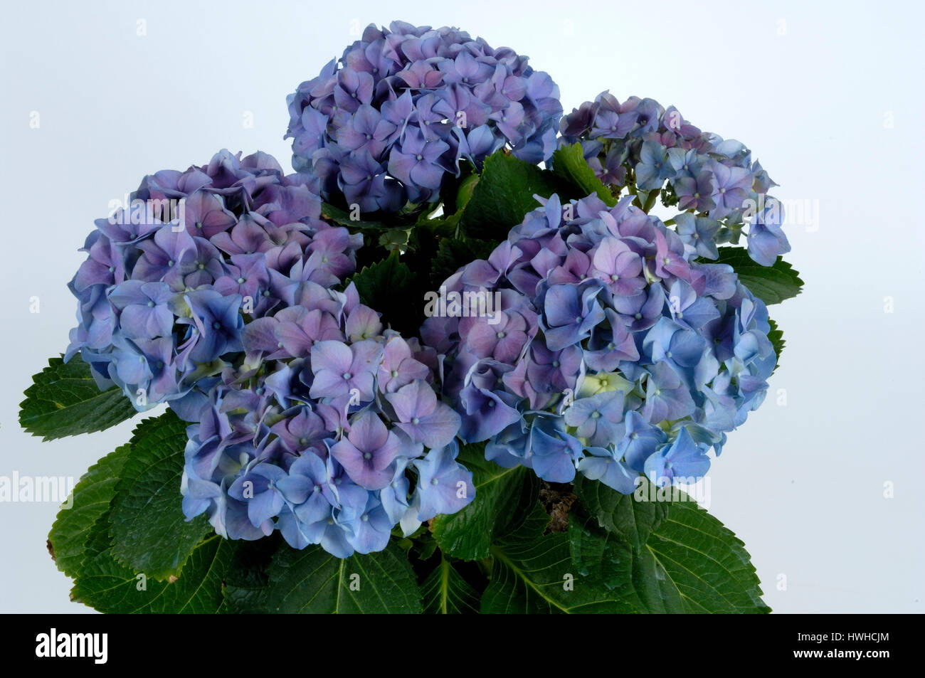 Hortensia macrophylla freisteller hi-res stock photography and images - Alamy