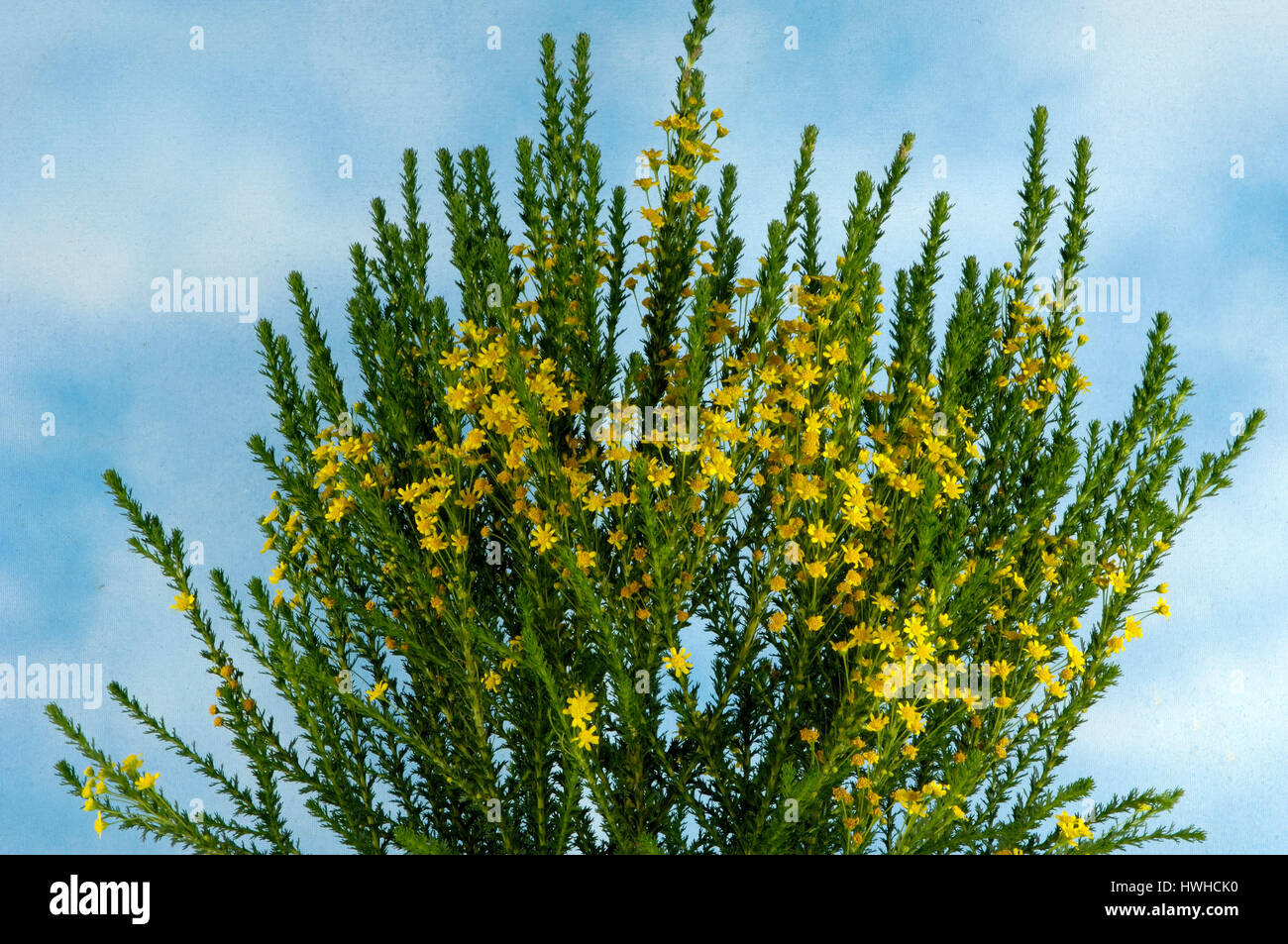 Daisy Bush, Euryops virgineus, yellow shrub marguerite, Euryops ...