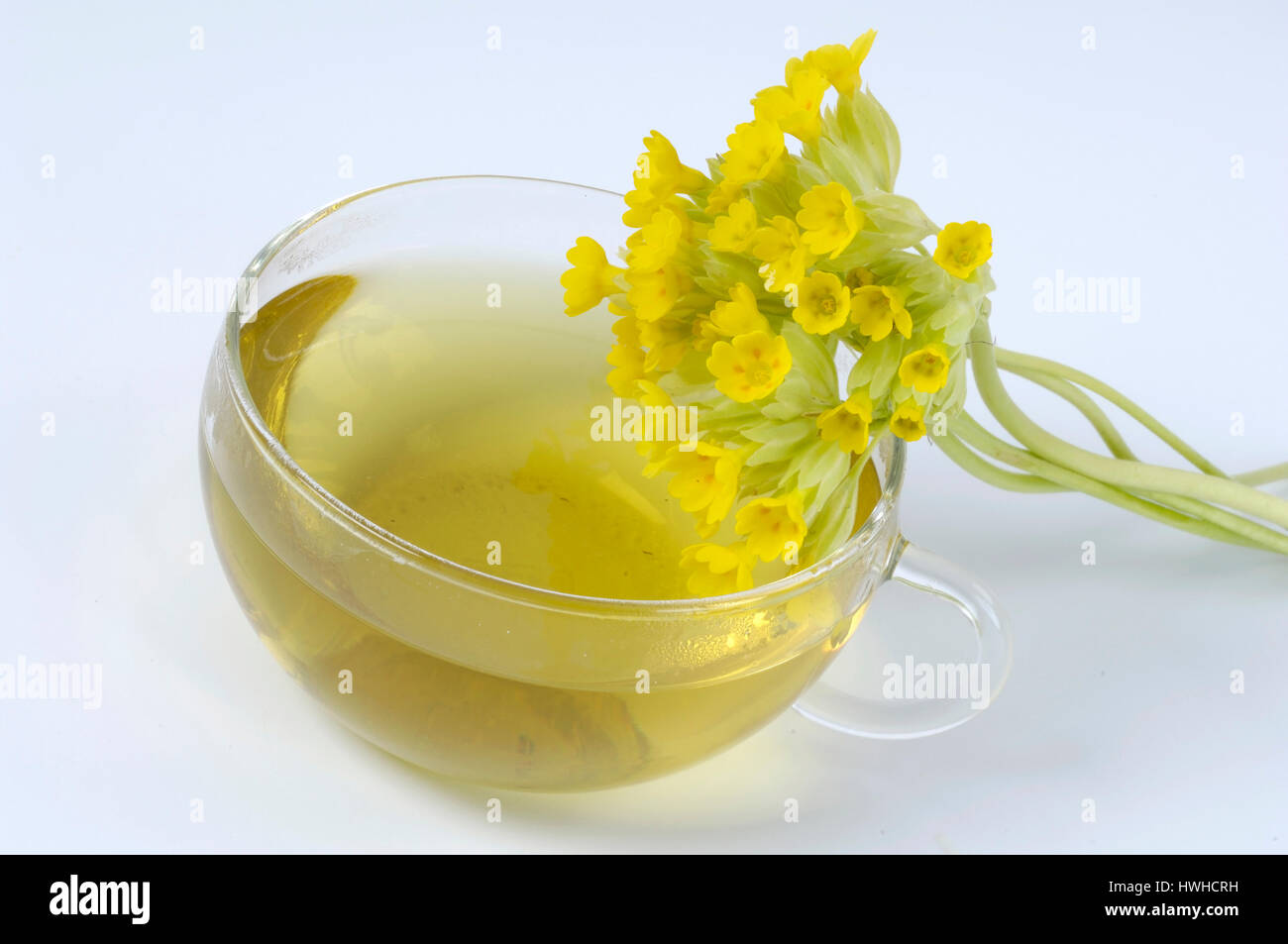 Real primrose hi-res stock photography and images - Alamy