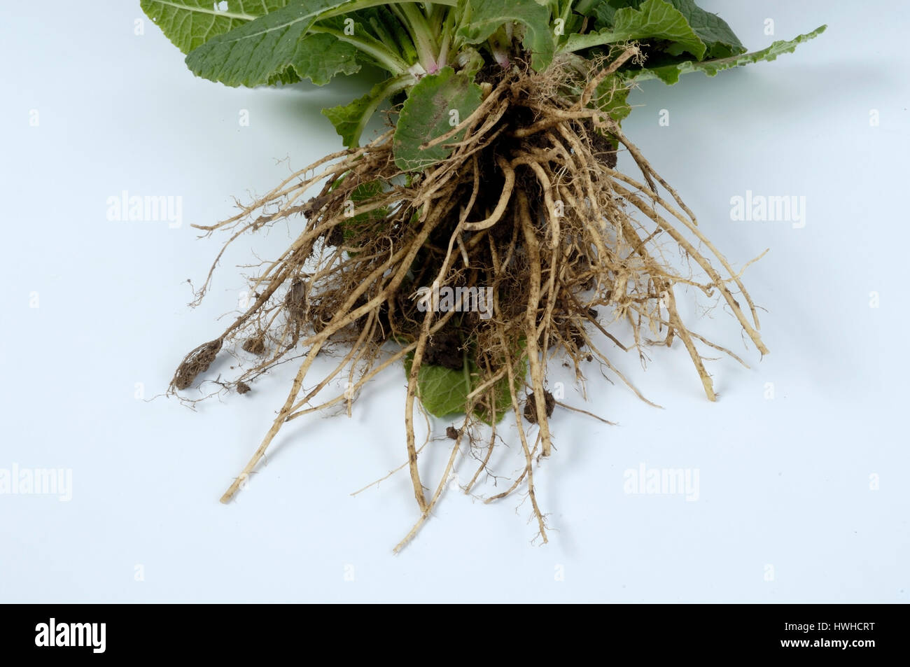 Cowslip root hi-res stock photography and images - Alamy