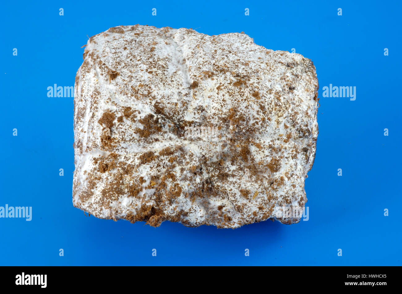 Agrocybe aegerita hi-res stock photography and images - Alamy