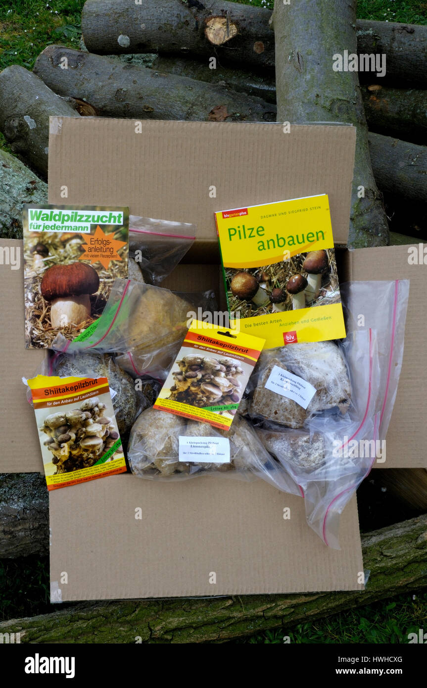 Mushroom breeding, cardboard with different mushroom substrate food ...