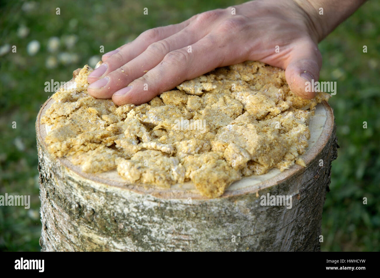 Mushroom breeding, substrate Shiitake is introduced in birchwood food ...