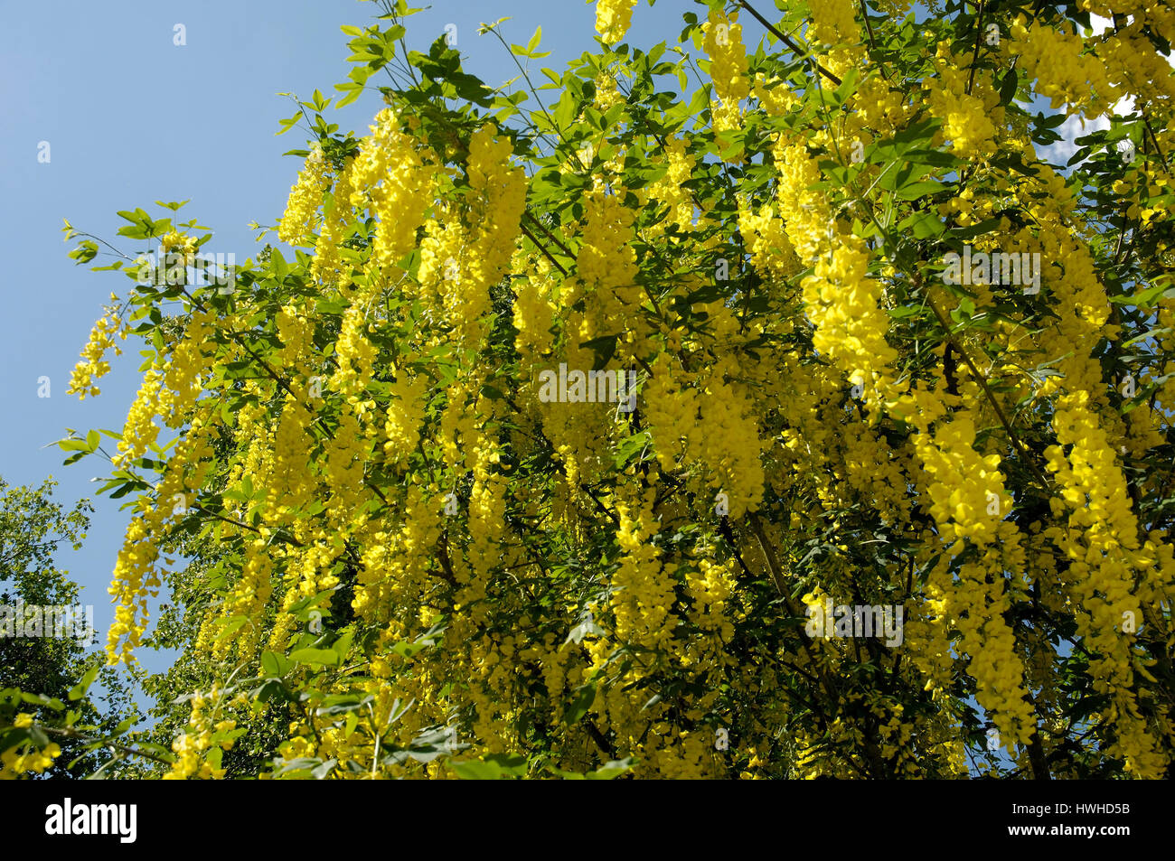Common Laburnum, Laburnum anagyroides, laburnums, bean tree, gold fever ...