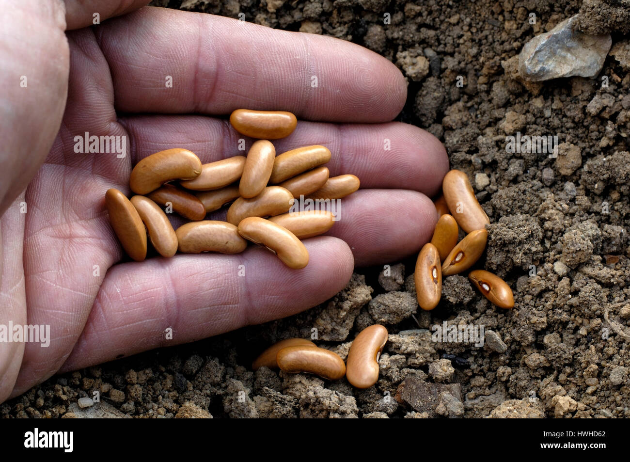 Hand with beans of Seat, hand with dwarf bean seed, Hand with beans ...