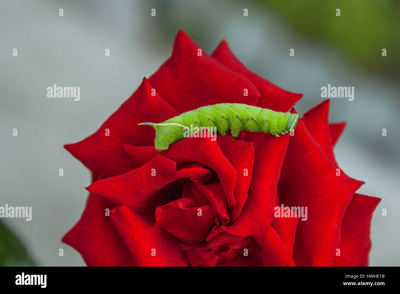 Poplar rose hi-res stock photography and images - Alamy