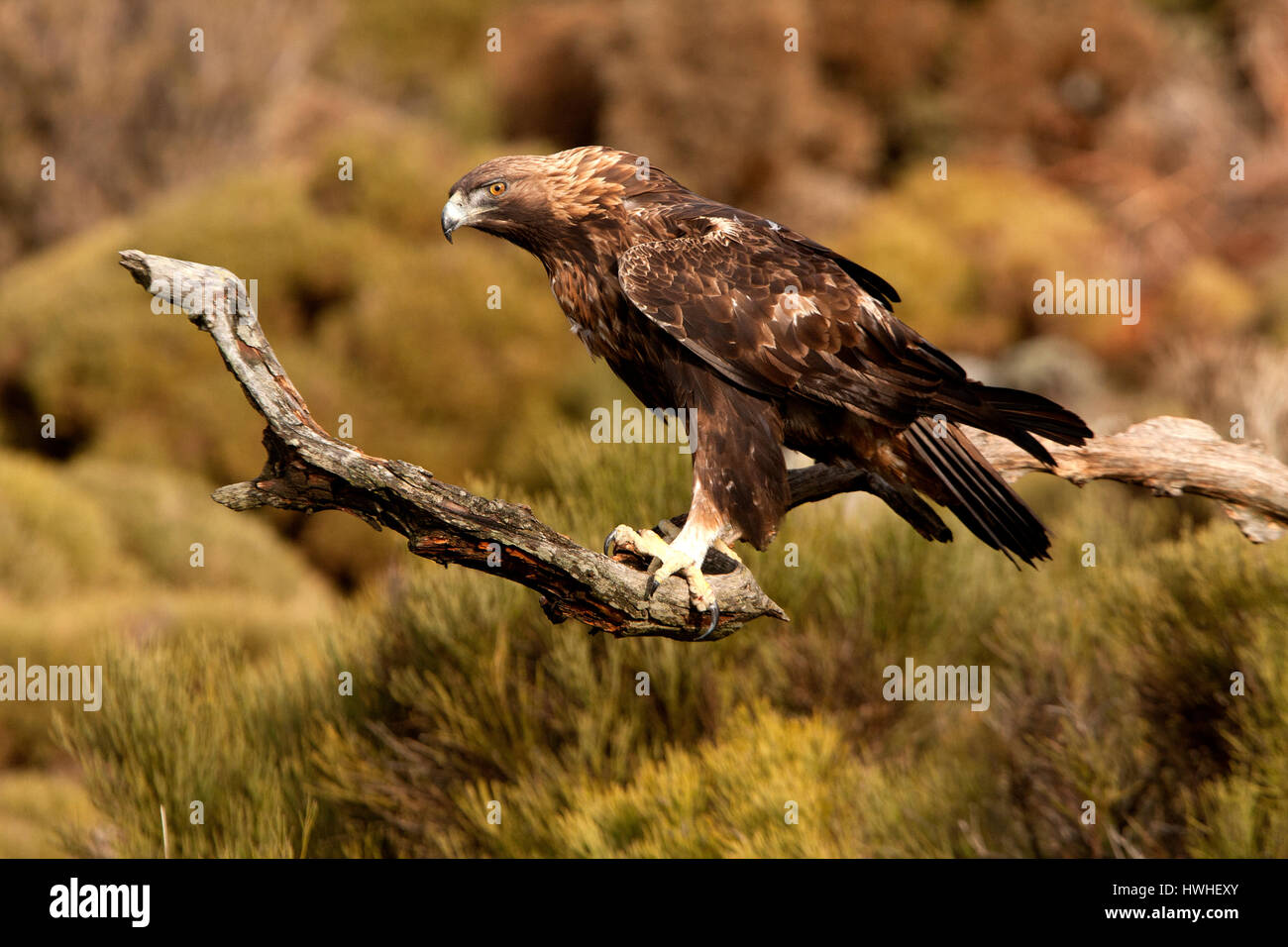 Aquila wildlife hi-res stock photography and images - Alamy