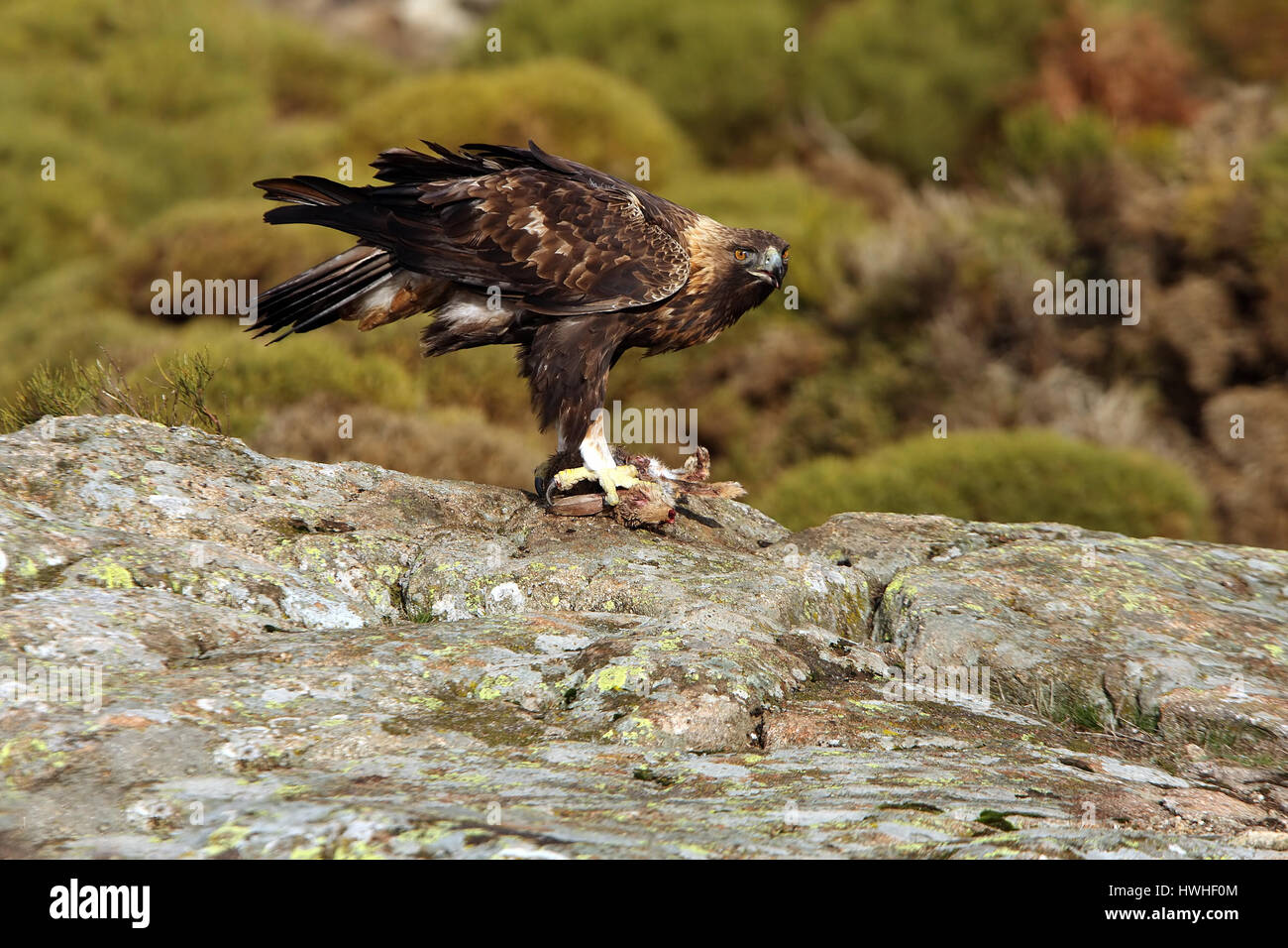 Aquila wildlife hi-res stock photography and images - Alamy