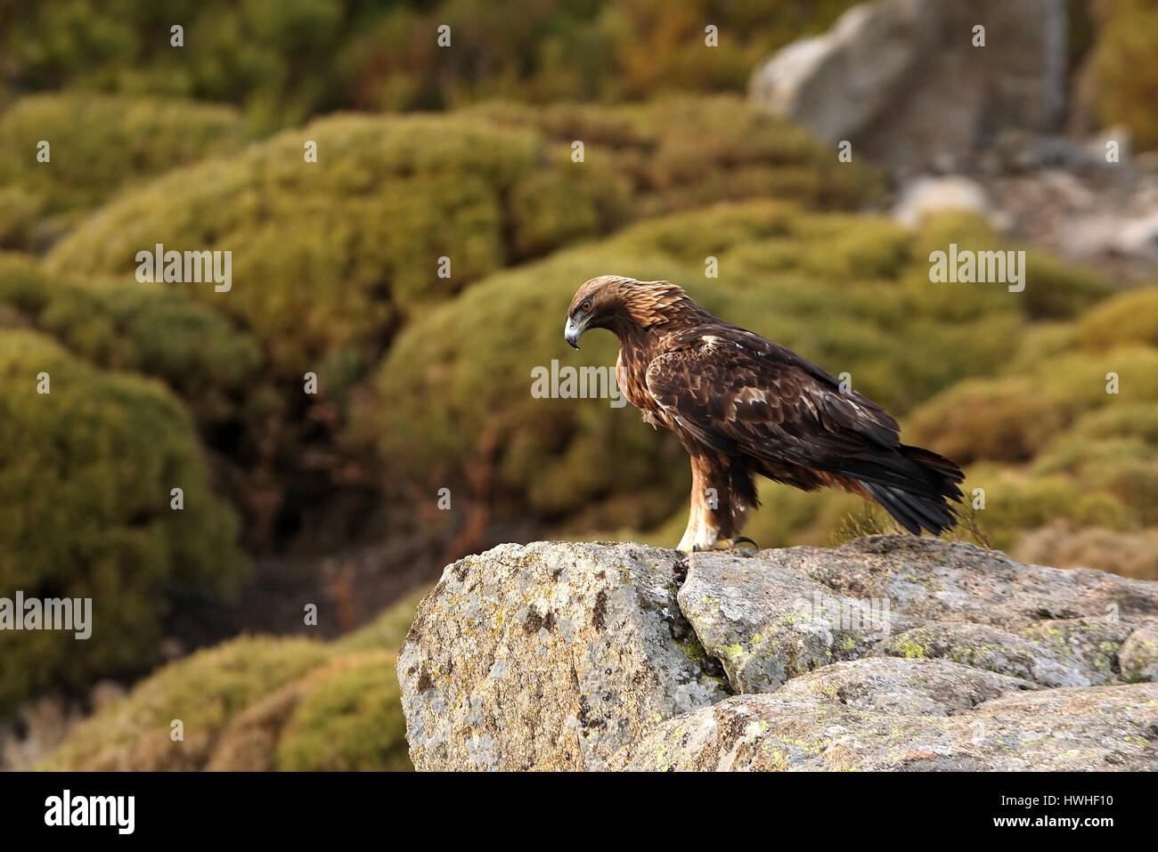 Aquila wildlife hi-res stock photography and images - Alamy