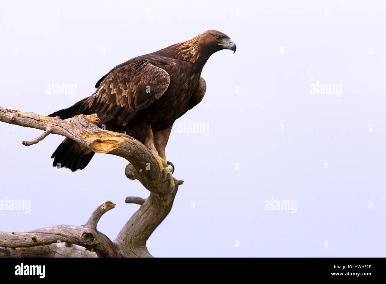Presa de aves rapaces hi-res stock photography and images - Alamy