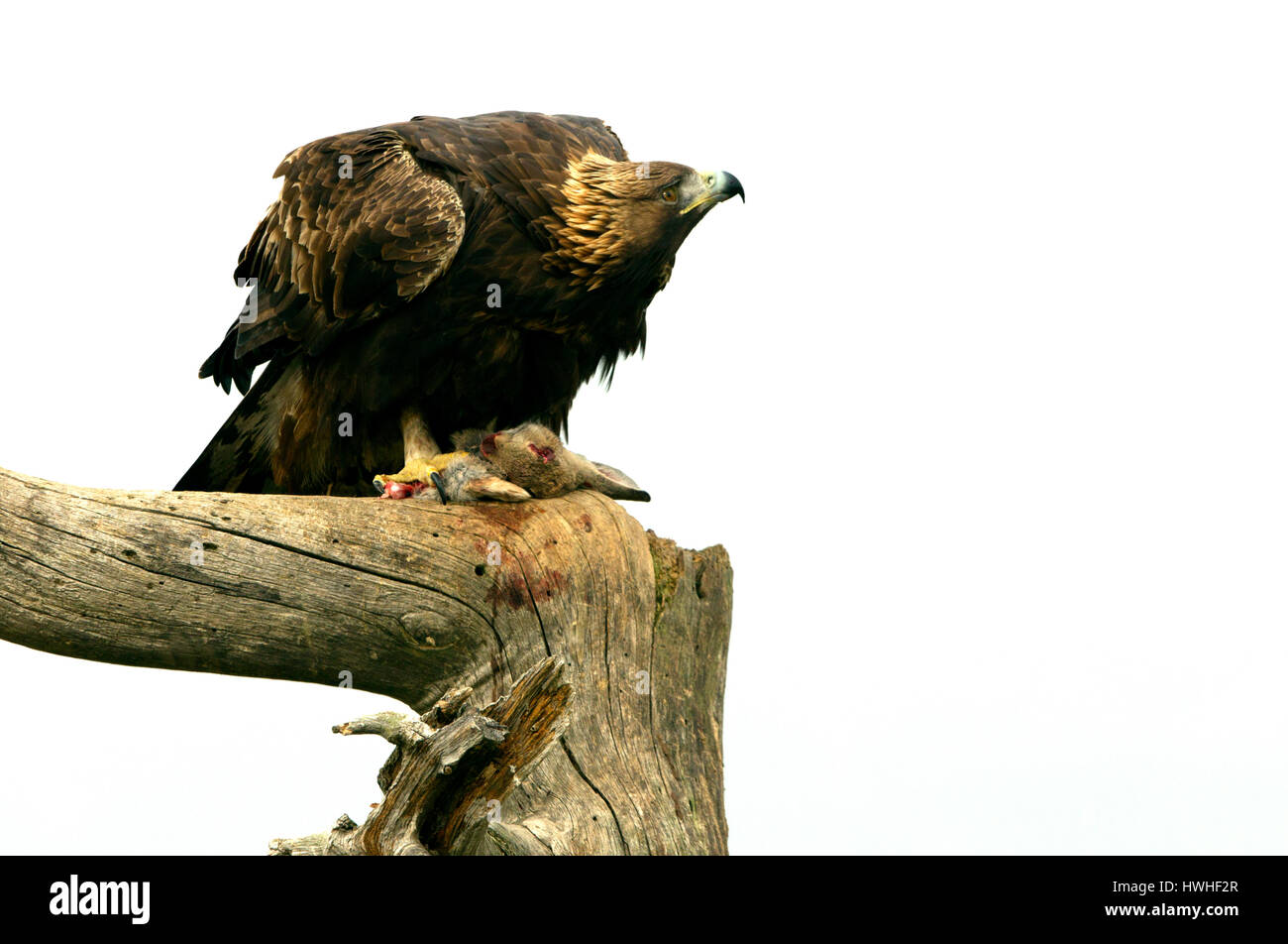 Presa de aves rapaces hi-res stock photography and images - Alamy