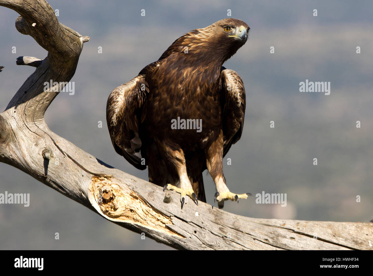 Rapaces aves rapaces hi-res stock photography and images - Alamy