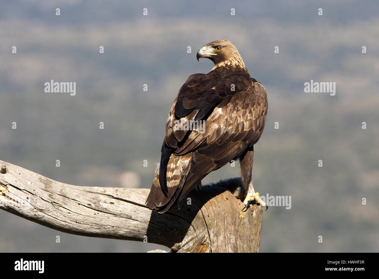 Presa de aves rapaces hi-res stock photography and images - Alamy