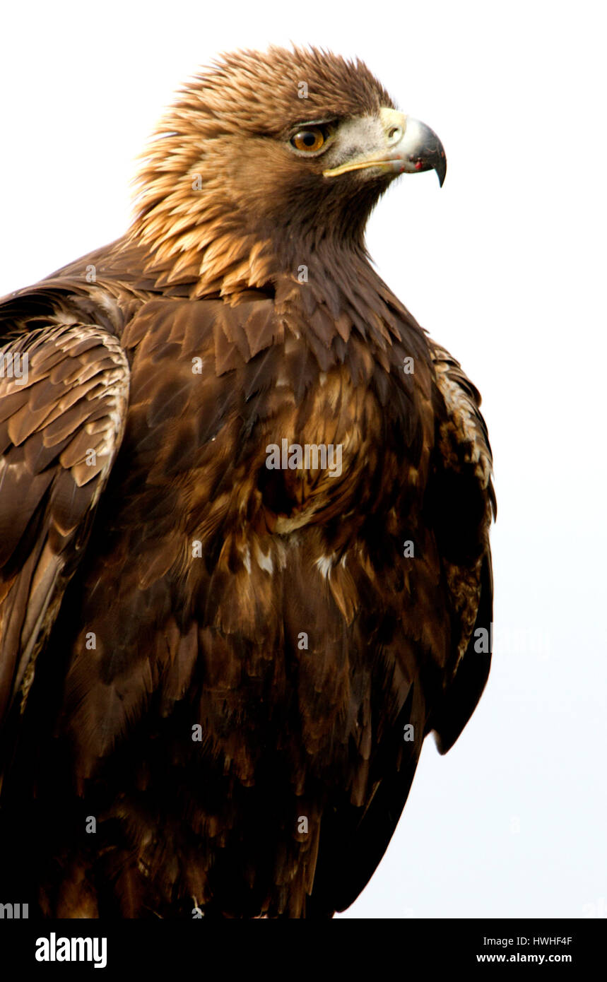 Presa de aves rapaces hi-res stock photography and images - Alamy