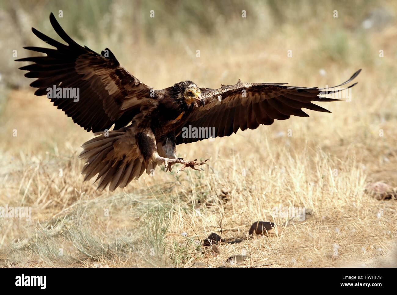 Egyptian neophron hi-res stock photography and images - Alamy