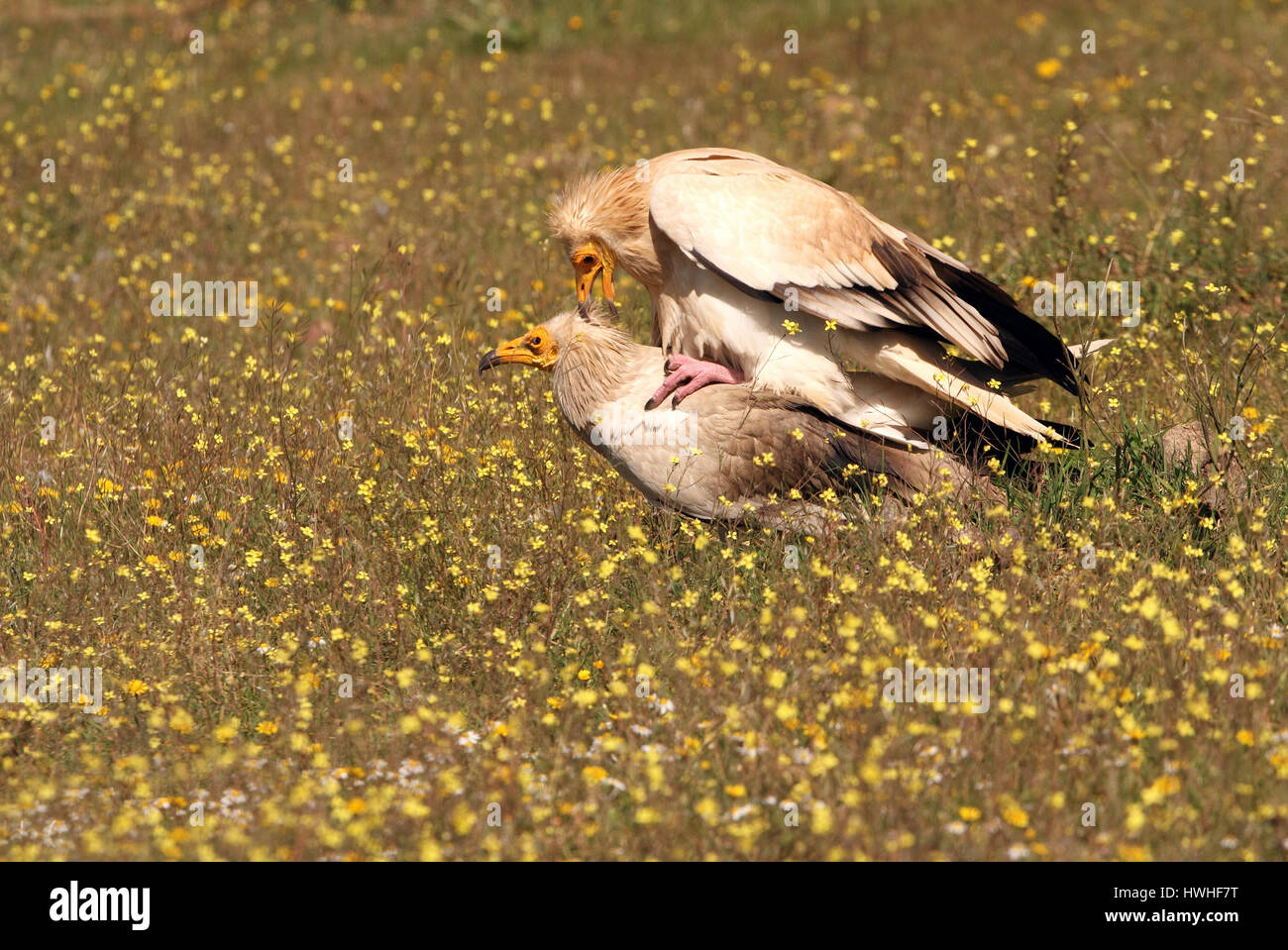 Neopron pernopterus hi-res stock photography and images - Alamy