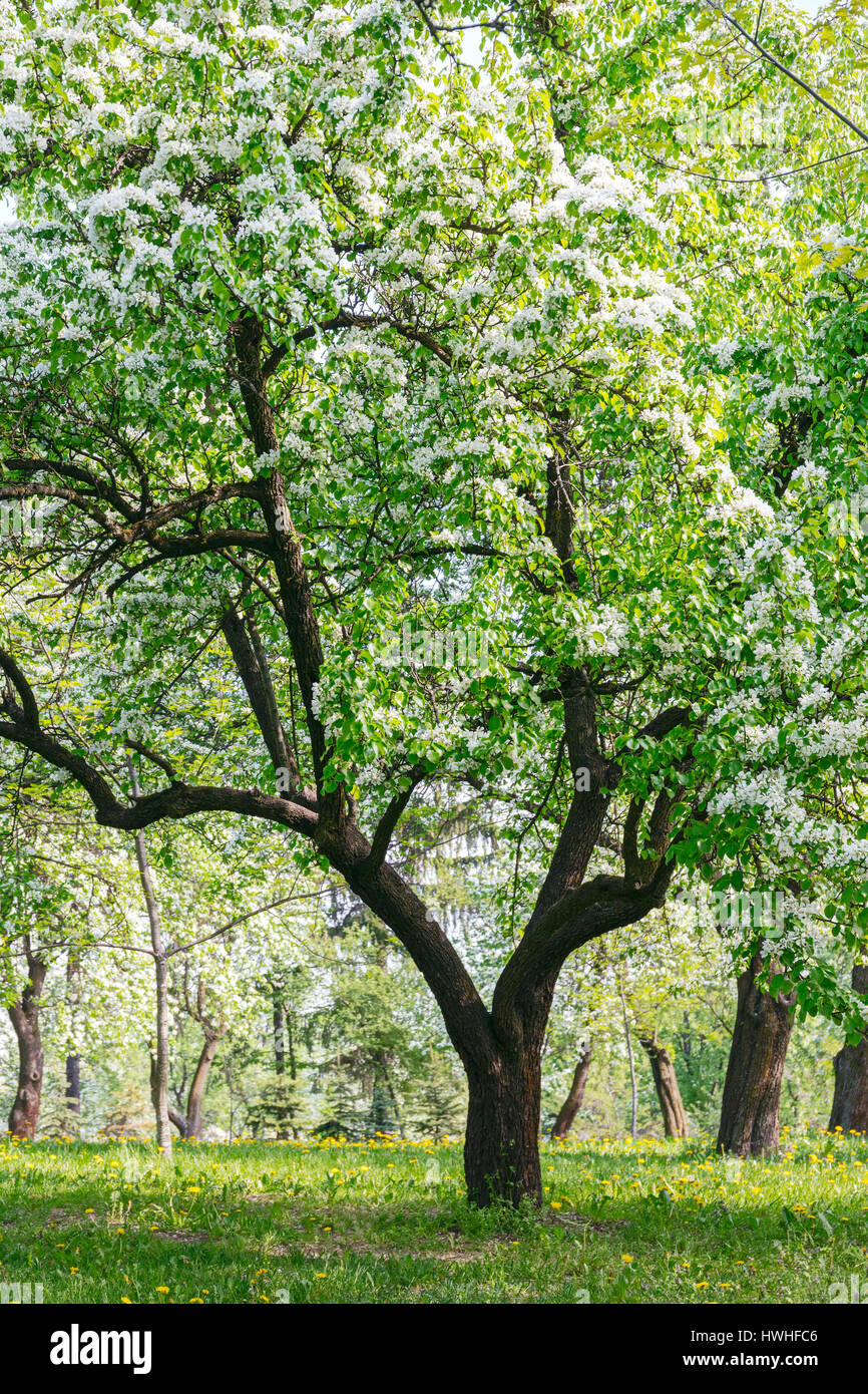 blooming apple trees with white flowers in spring garden Stock Photo ...