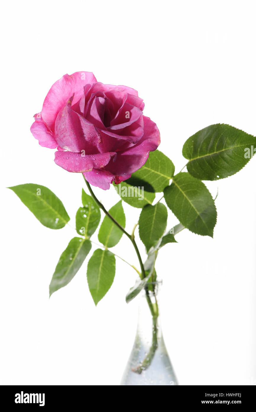 Falling flower cut hi-res stock photography and images - Alamy