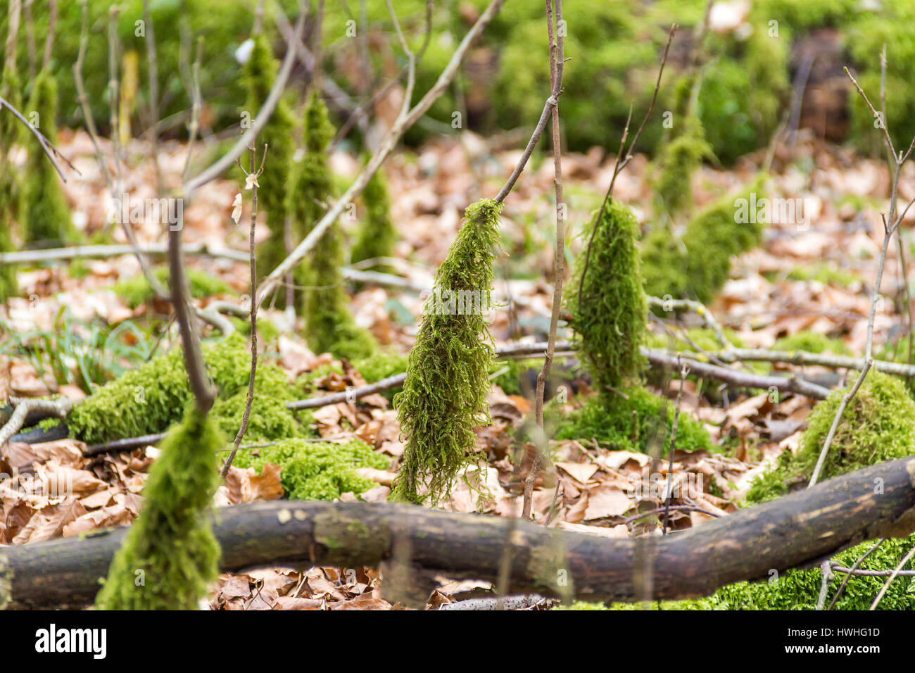 Forest ground low angle hi-res stock photography and images - Alamy