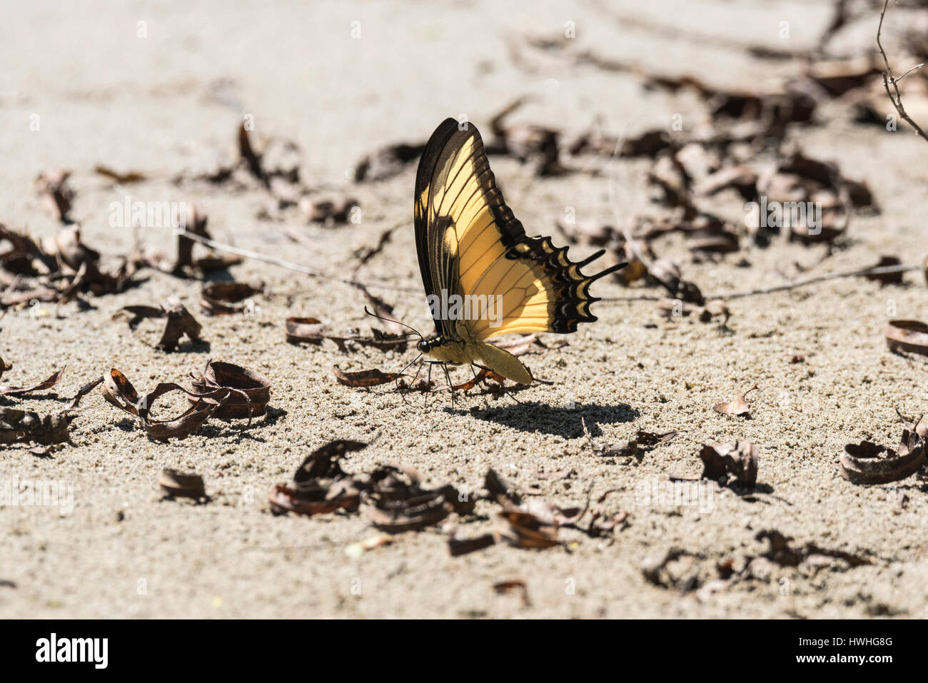 A mudpuddling Androgeus Swallowtail (Papilio androgeus) at Guacamaya ...