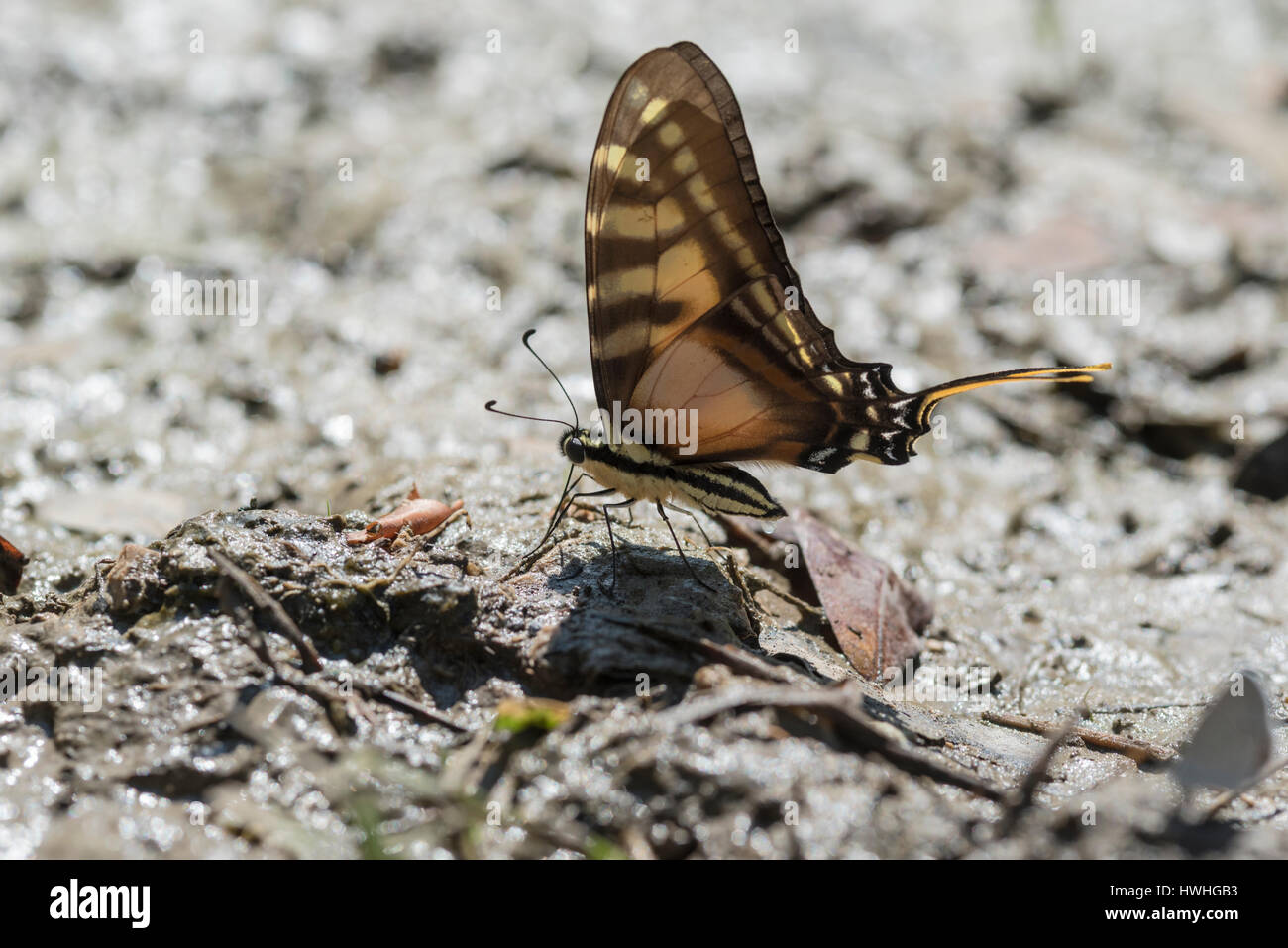Orange kite swallowtail butterfly hi-res stock photography and images ...