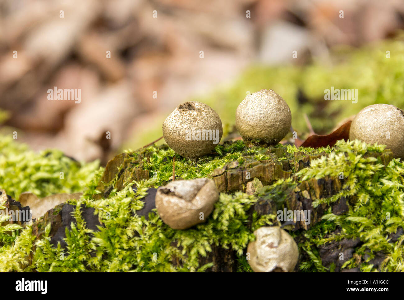 Old puffball hi-res stock photography and images - Alamy