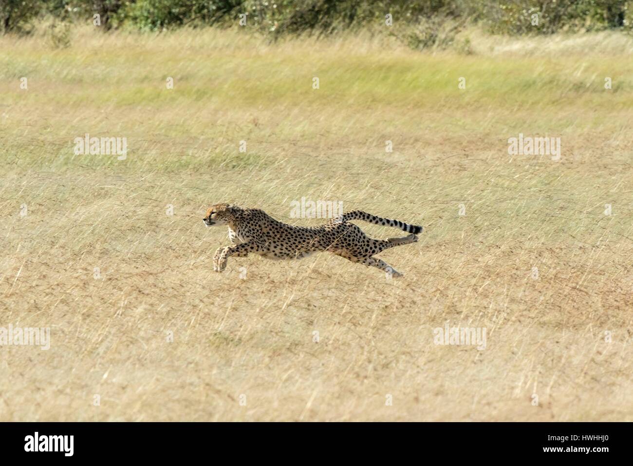 Kenya, Masai-Mara Game Reserve, Cheetah (Acinonyx jubatus), female ...