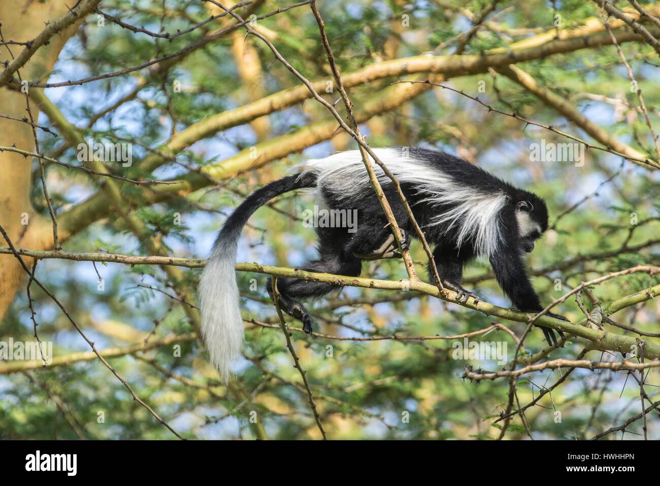 Colobe guereza hi-res stock photography and images - Alamy