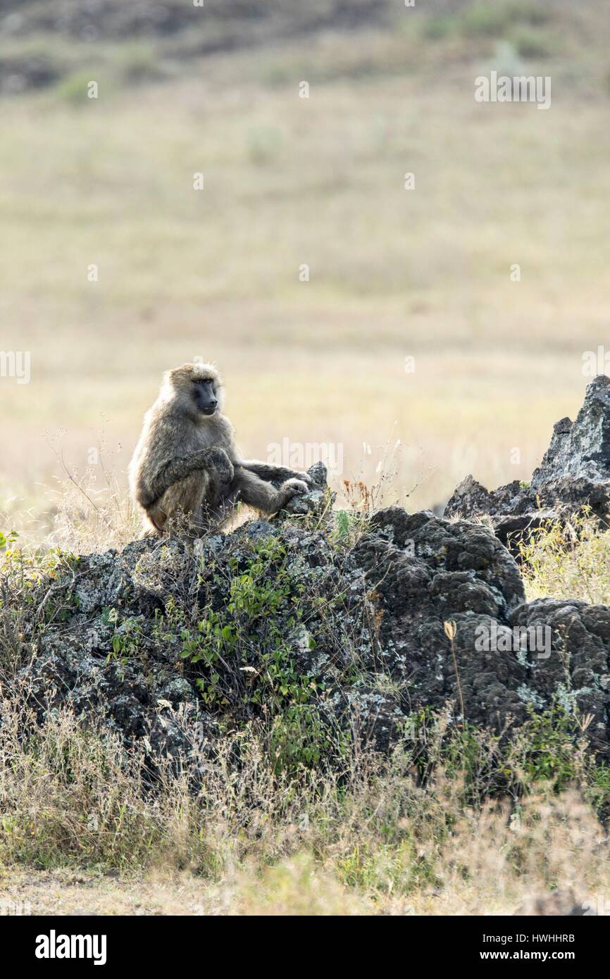 Soysambu hi-res stock photography and images - Alamy