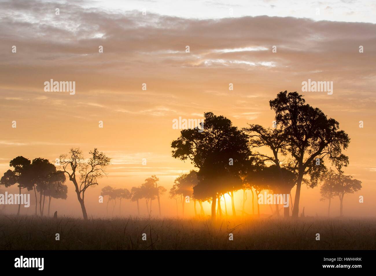 Musiara hi-res stock photography and images - Alamy