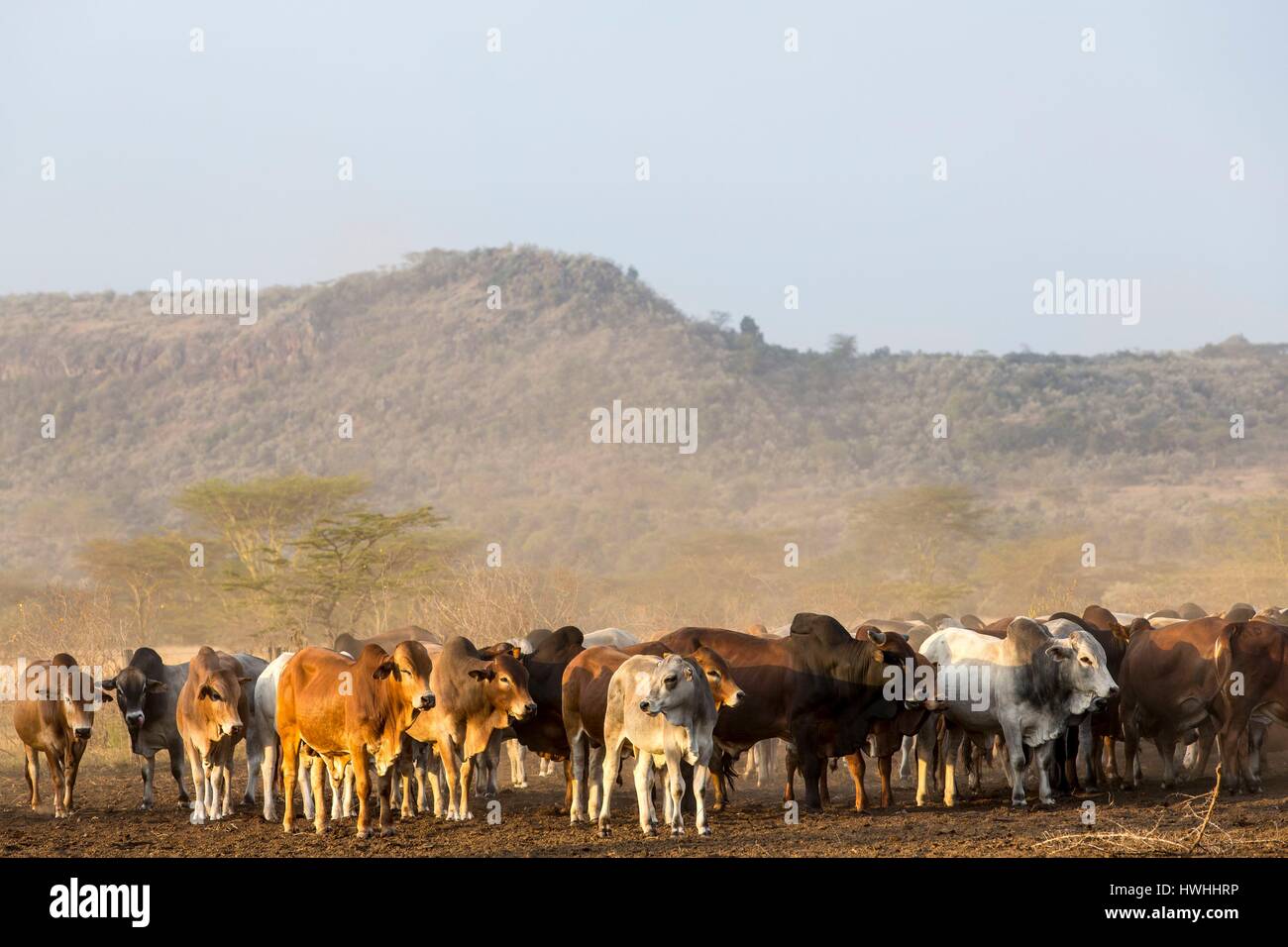 Kenya, Soysambu conservancy, Boran cattle Stock Photo - Alamy