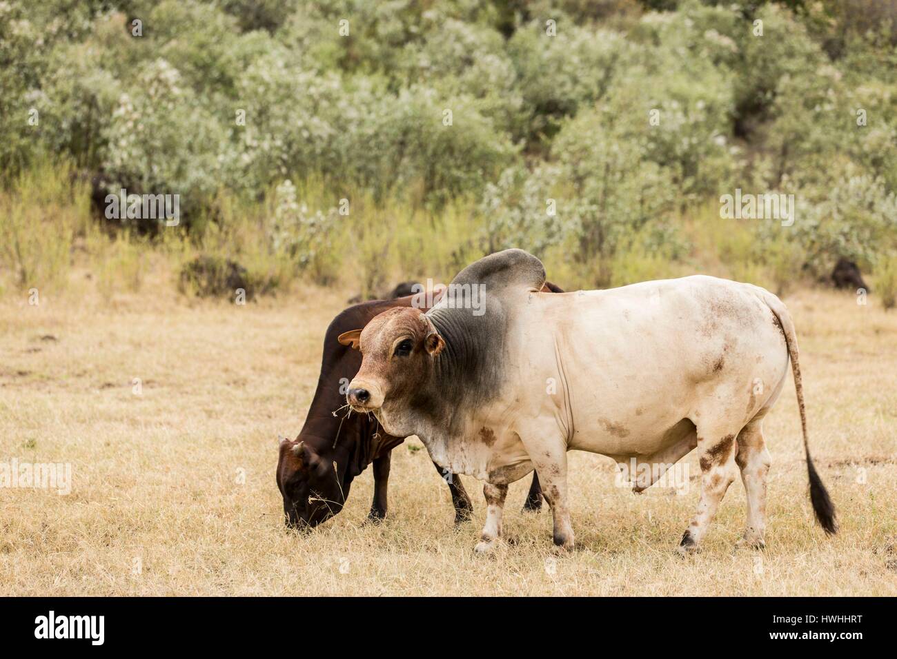 Kenya, Soysambu conservancy, Boran cattle Stock Photo - Alamy