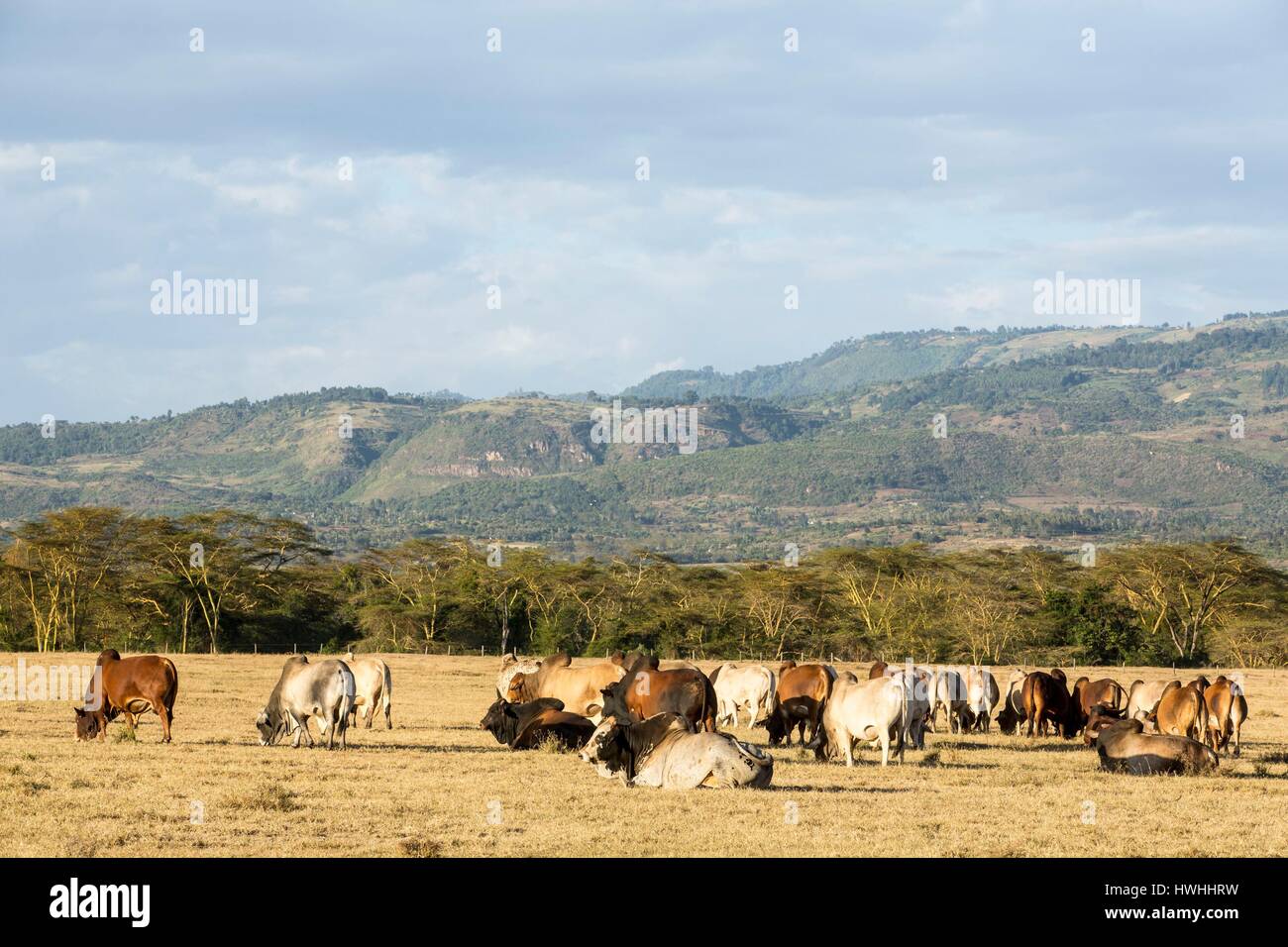Kenya, oysambu conservancy, Boran cattle Stock Photo - Alamy