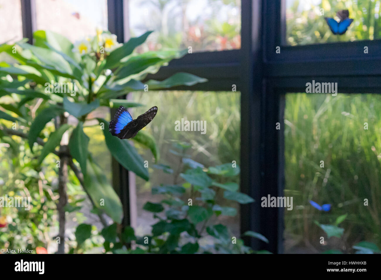 Butterfly exhibit hi-res stock photography and images - Alamy