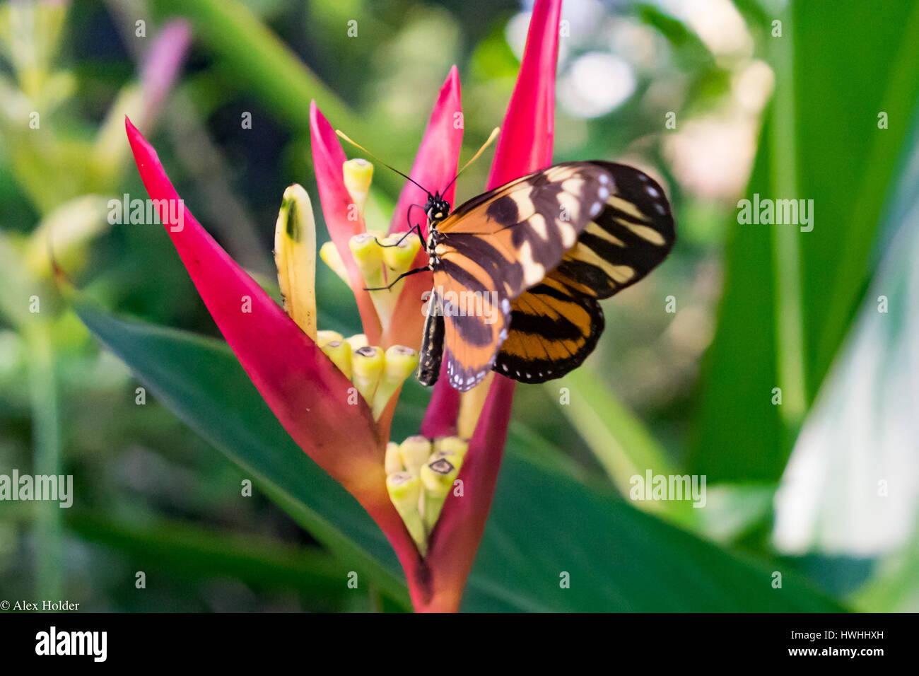 Butterfly lands on flower hi-res stock photography and images - Alamy