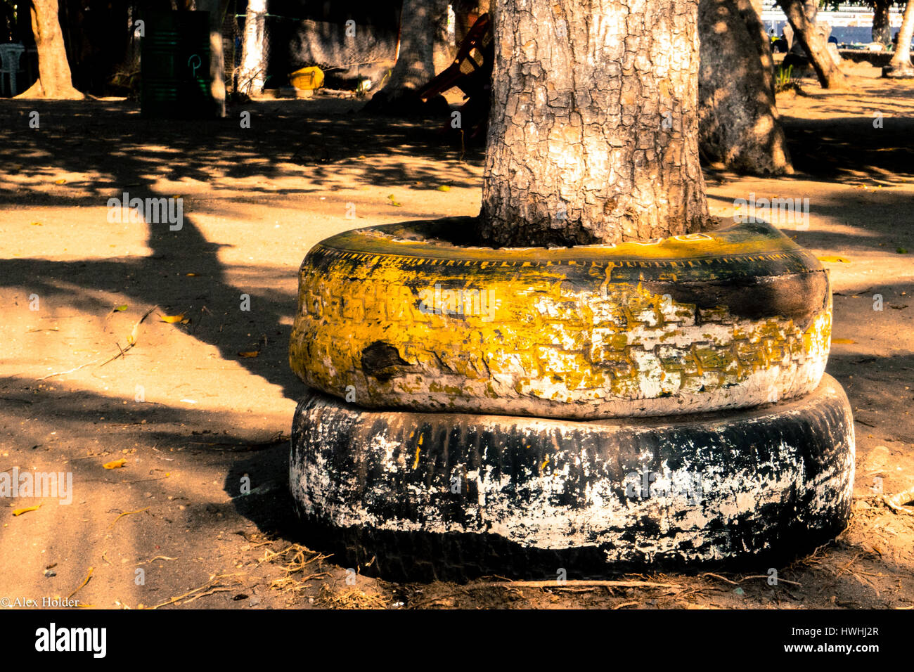 Costa Rican trees Stock Photo - Alamy