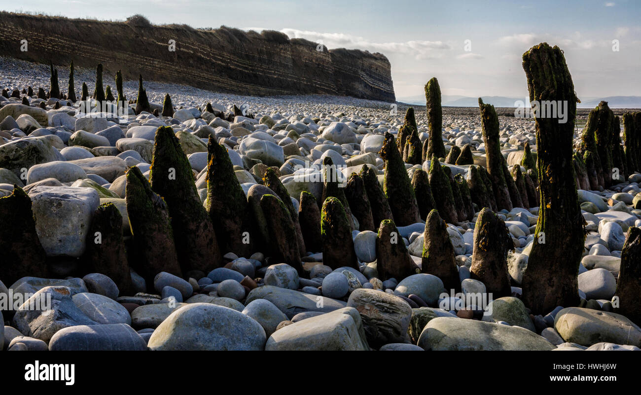Remnant timber groynes on the stony beach at Lilstock on the Severn ...