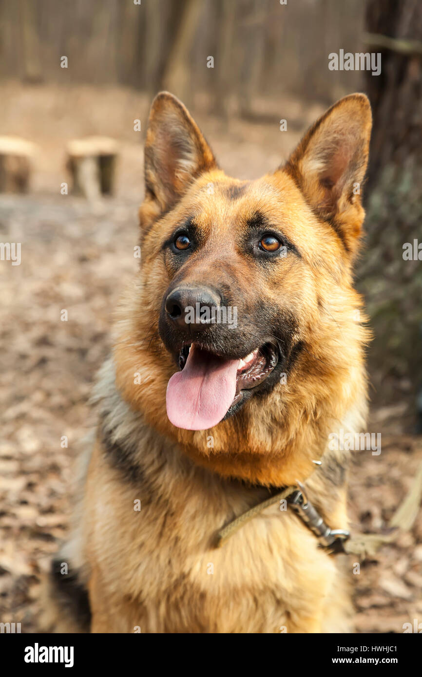 German shepherd close up hi-res stock photography and images - Alamy