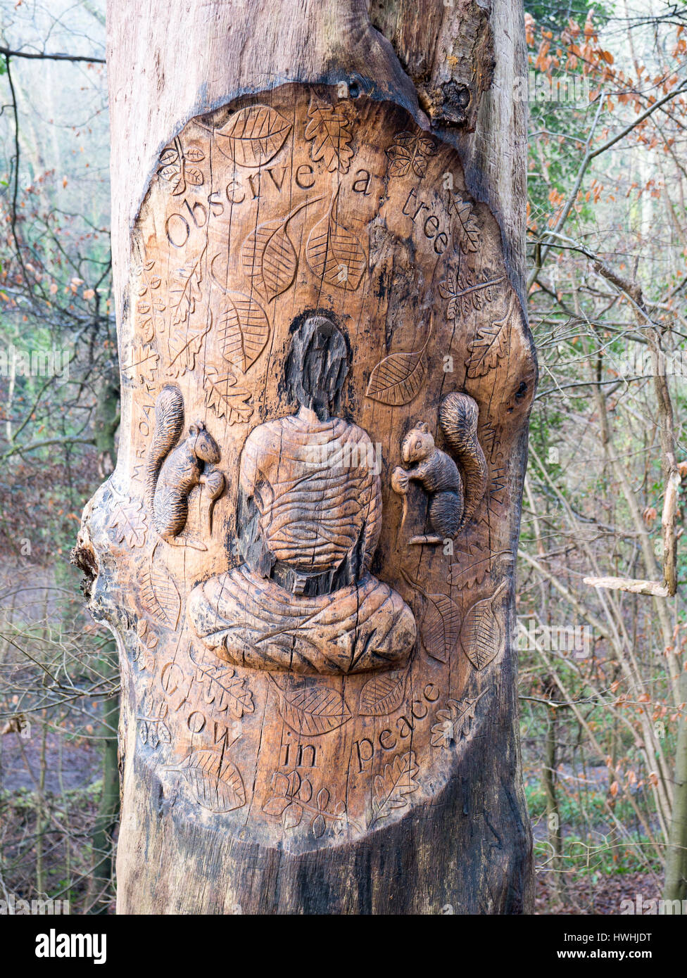 Tree inscribed with Observe a Tree Grow in Peace Stock Photo - Alamy