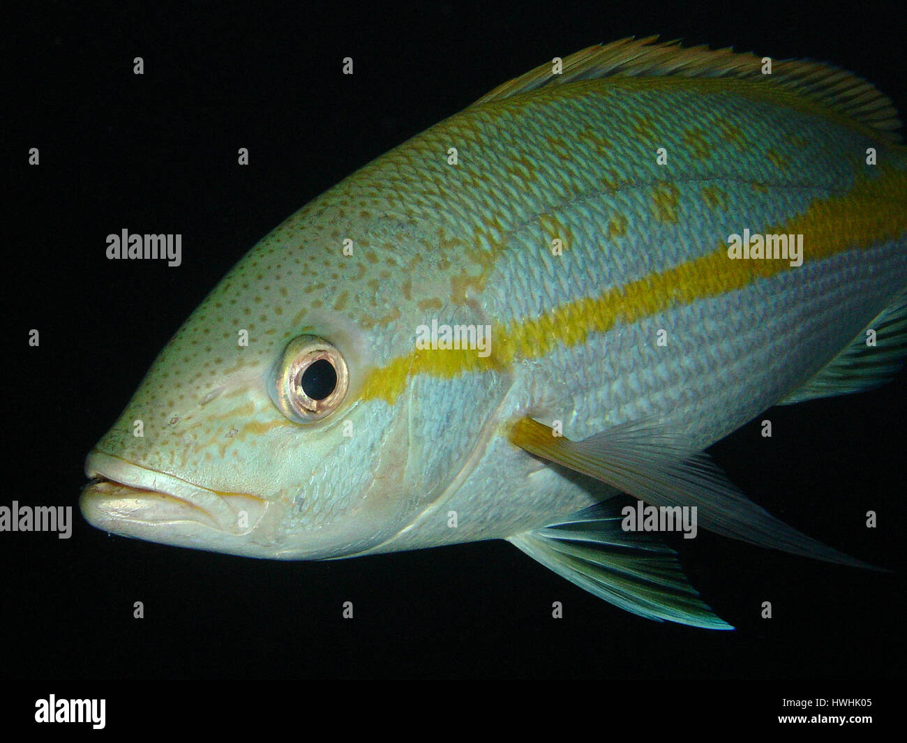 Fishy eye hi-res stock photography and images - Alamy