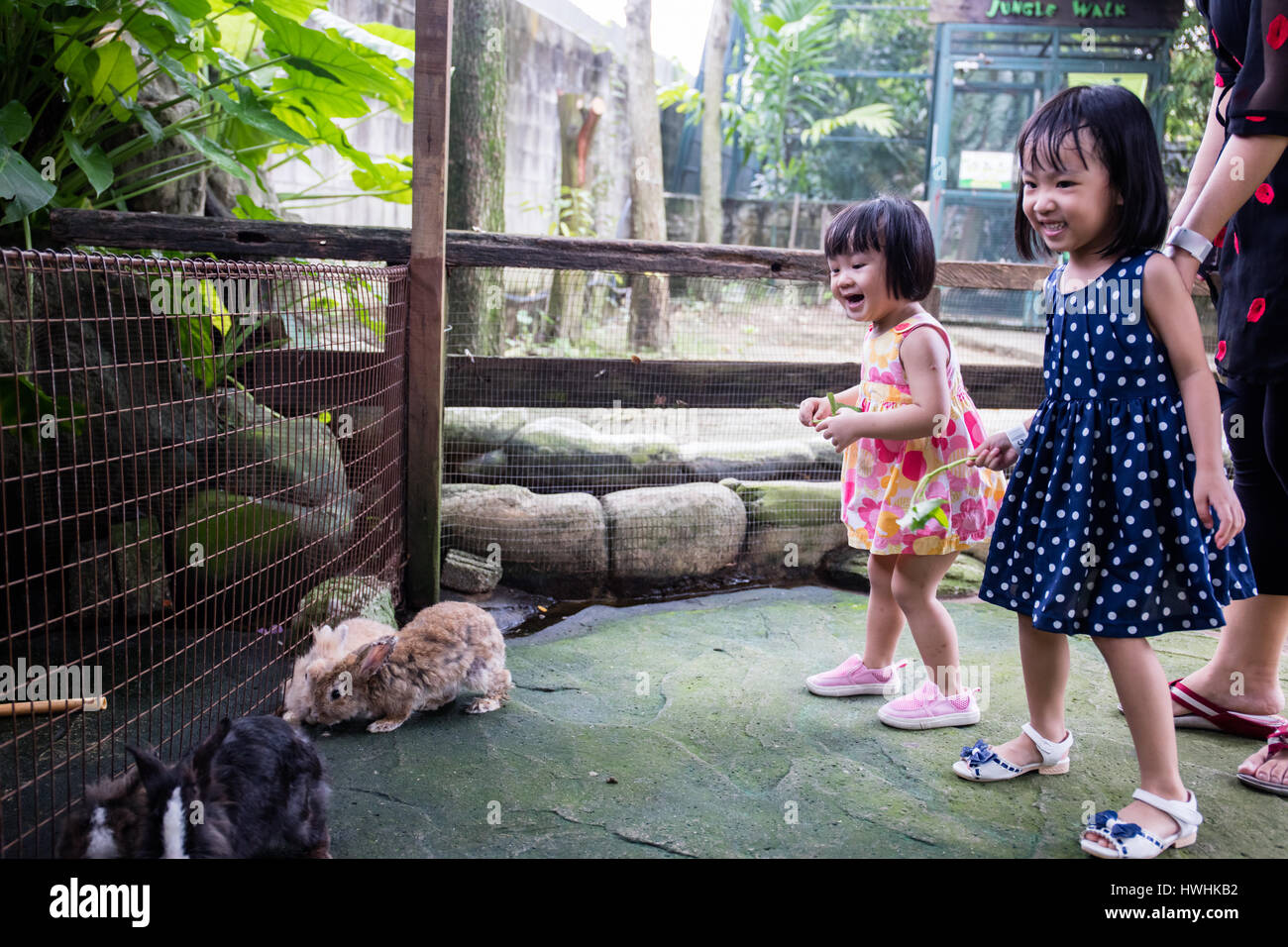 Child is playing with rabbits hi-res stock photography and images - Alamy