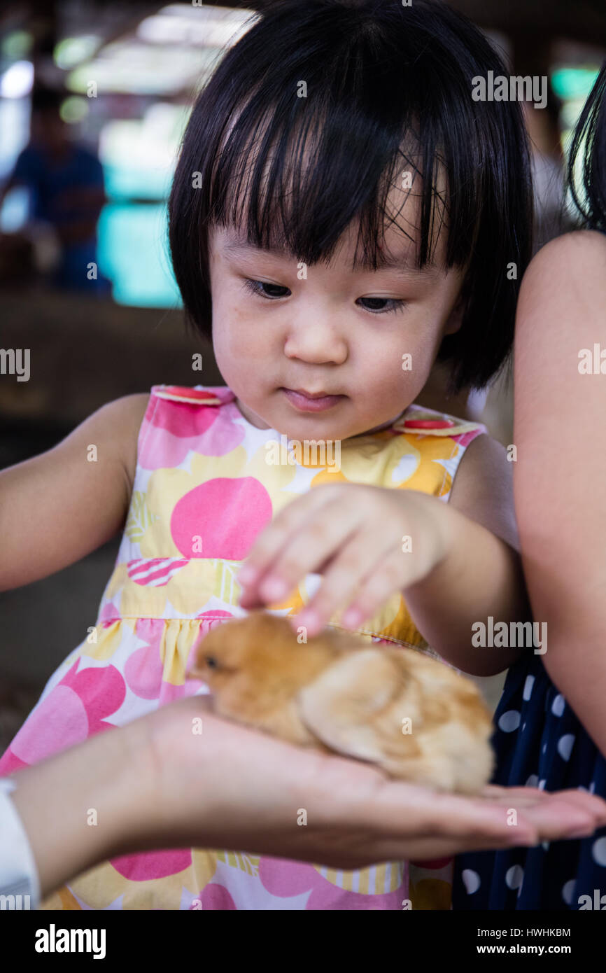 Asian Chinese Little Girls Touching A Chick At Farm Village Stock Photo ...