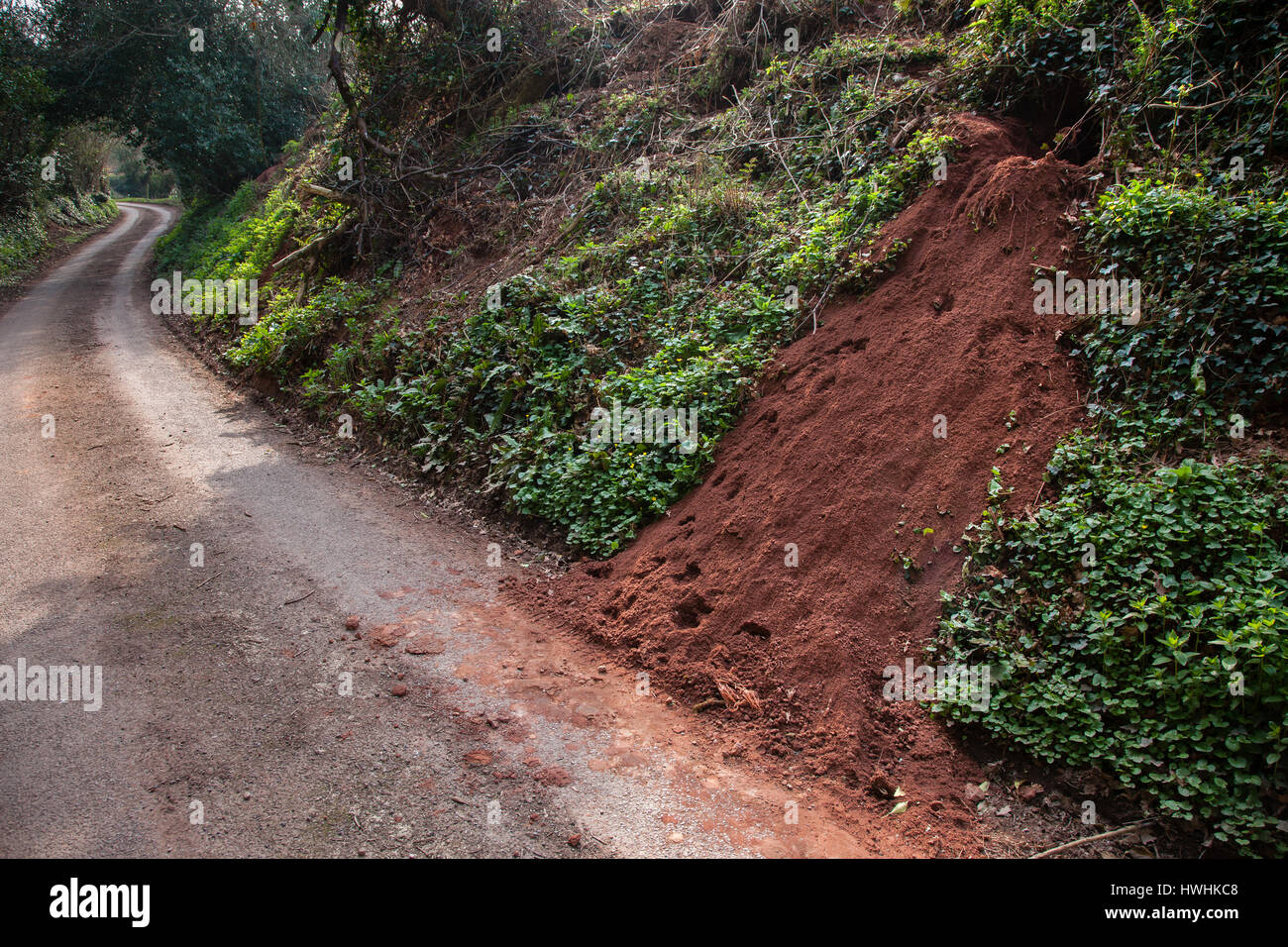 Badger sett entrance hole hi-res stock photography and images - Alamy