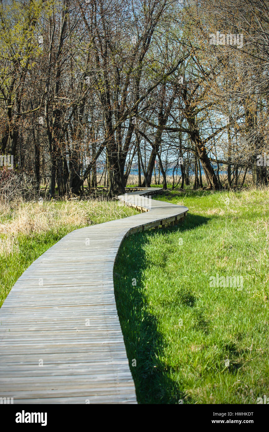 wooden path in the forest Stock Photo - Alamy