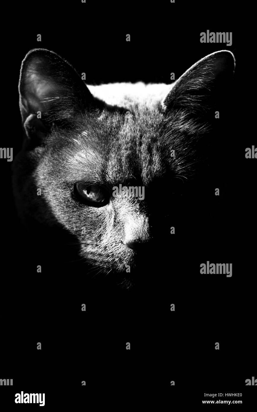 face of a cat with deep shadows Stock Photo - Alamy