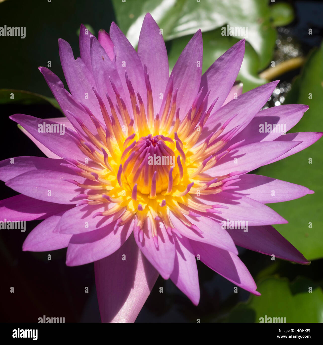 Lotus. Phuket, Thailand Stock Photo - Alamy
