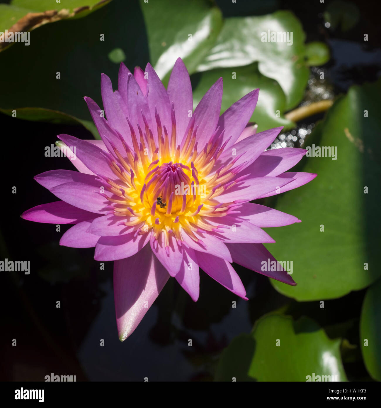 Lotus. Phuket, Thailand Stock Photo - Alamy