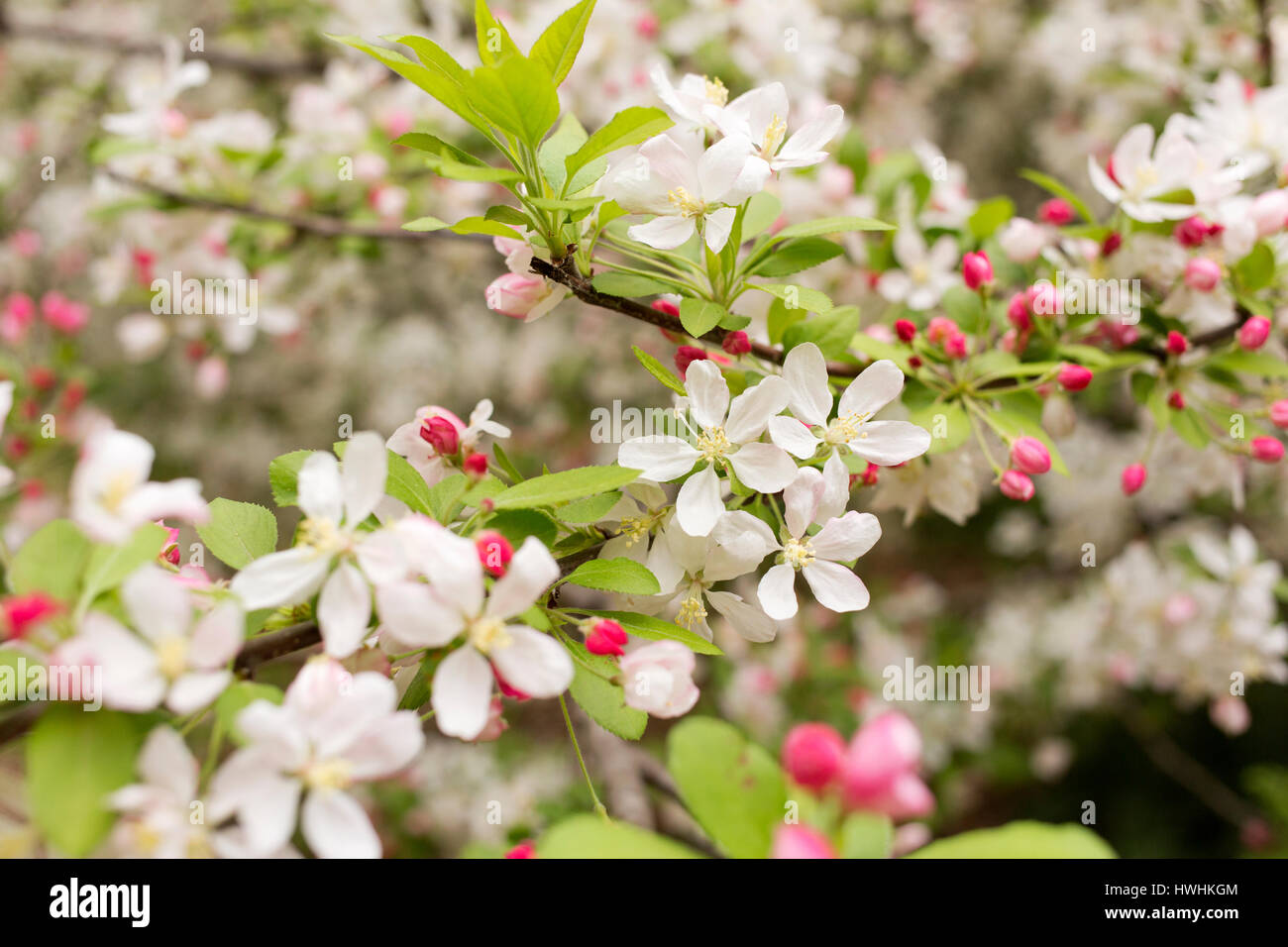 Delicate branches of wild cherry flowers hi-res stock photography and ...