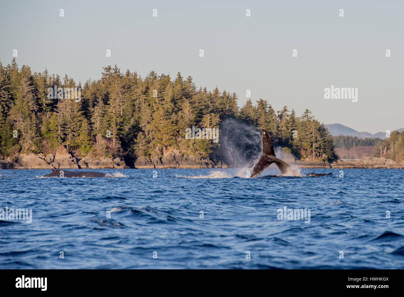 Humpback Whale Tale Stock Photo - Alamy