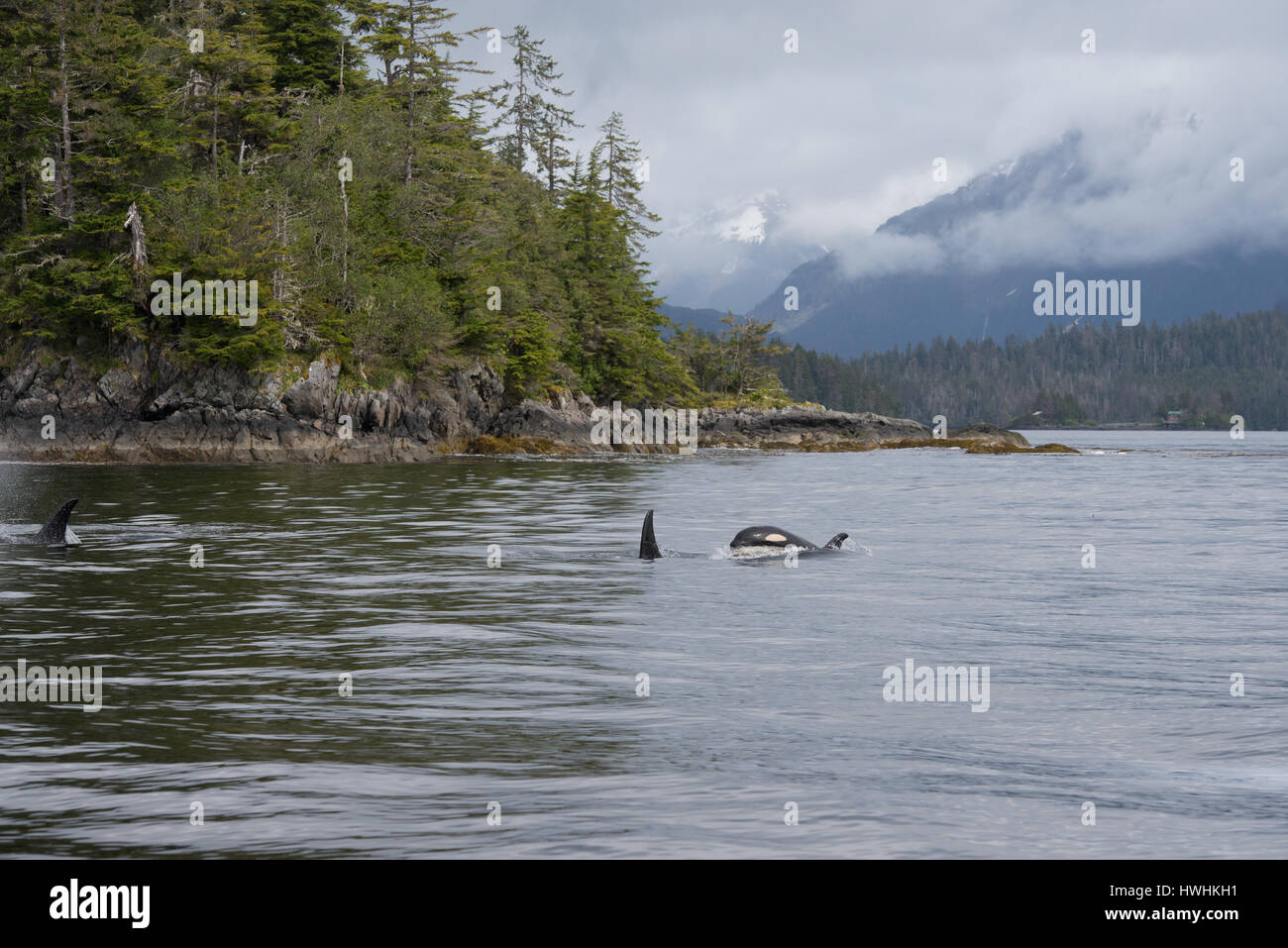 Orca Pod in Southeast Stock Photo - Alamy
